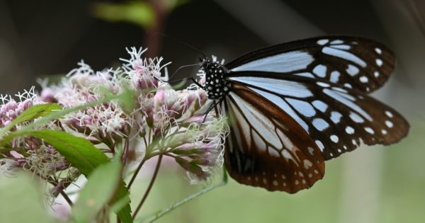 Sok lesz a jóból: a megszokottnál jelentősen melegebb idő érkezhet ...