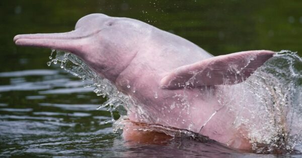 Több mint 100 veszélyeztetett rózsaszín delfint találtak holtan az ...